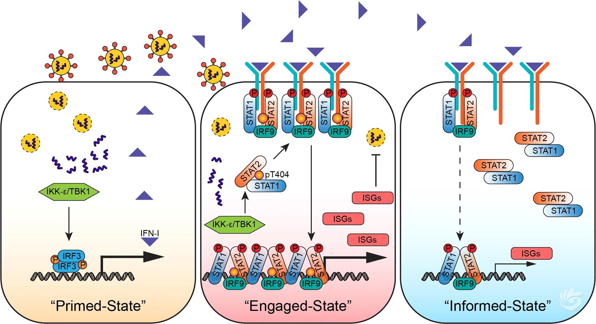 病毒诱导STAT2-T404磷酸化，调控STAT1-STAT2二聚体构象转换，从而增强了IFN介导的抗病毒防御能力